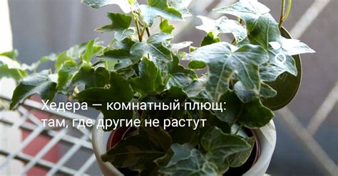 Хедера — комнатный плющ: там, где другие не растут. Уход в домашних ...
