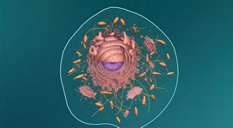 Eukaryote Any Cell Or Organism That Possesses A Clearly Defined Nucleus Stock Illustration