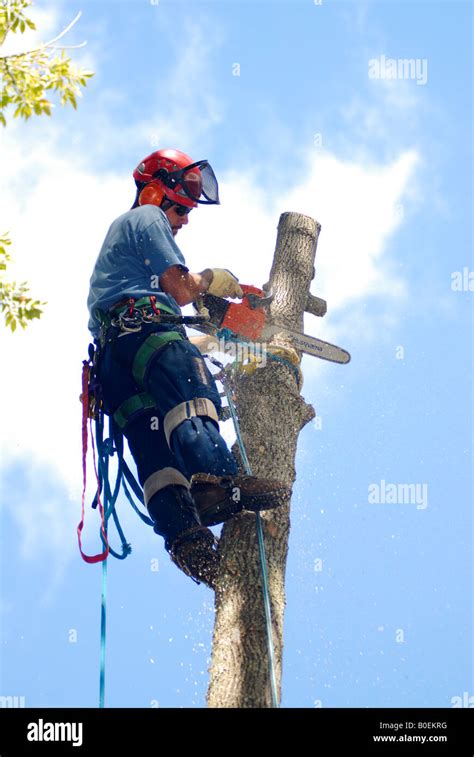 Tree Surgeon Up In A Tree With Climbing Spikes Protective Gear Ropes And Harnesses And Chain Saw