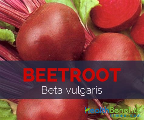 Beetroot Beta Vulgaris Health Benefits