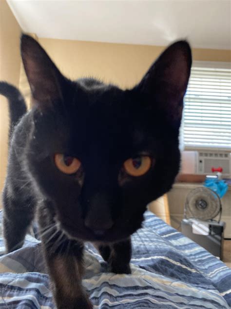 Everyone Meet Tiny Voidgirl Rvoidcats