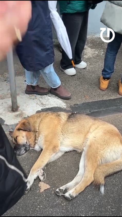 ტაბულა • Tabula 🐶 პარლამენტთან საპროტესტო აქციის მონაწილეებმა მიუსაფარ ძაღლს სამედიცინო