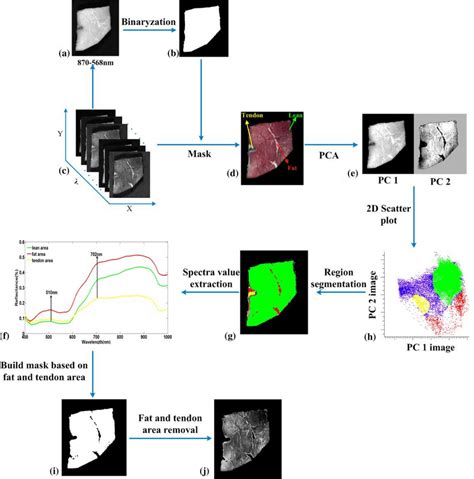 Image Segmentation And Spectral Information Extraction Download Scientific Diagram