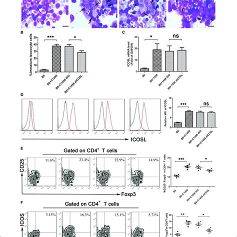 Blockade Of Icos Signaling By Anti Icosl Mab Retards The Progression