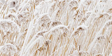 겨울 풍경 배너에 눈 덮인 식물 자연 미학 패턴으로 클로즈업 팜파스 잔디 자연의 최소한의 아름다움 고요한 겨울 풍경에 서리가 내린 갈대 흰색 베이지 Bworn 중립 색상 0