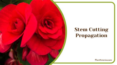 Begonia Listada Care Tips For The Plant With Striped Leaves Plant