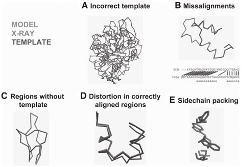 Typical Errors In Comparative Modeling Download Scientific Diagram