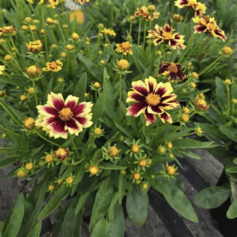 Solar Fancy Coreopsis Seeds Tickseed Coreopsis Grandiflora