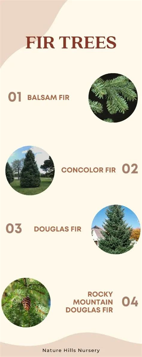 Identify Evergreen Trees Fir Trees At Nature Hills