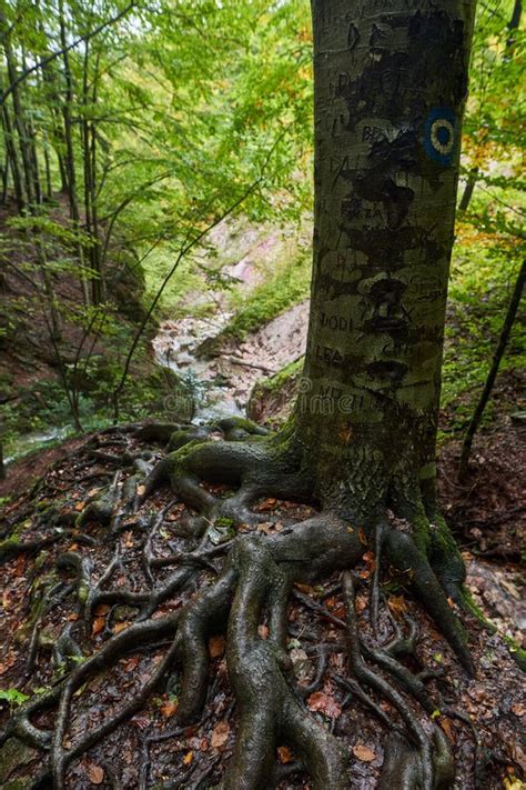 Tree Roots Landscape Stock Image Image Of Roots Peaceful 258875191