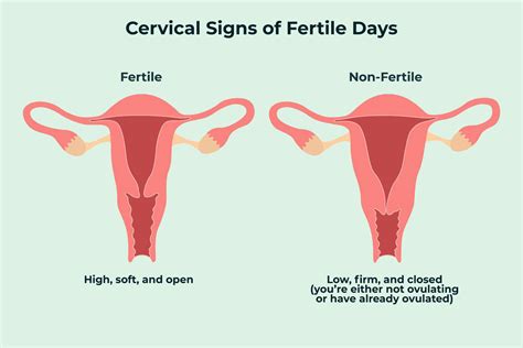 Everything You Need To Know About Checking Your Cervix At Home