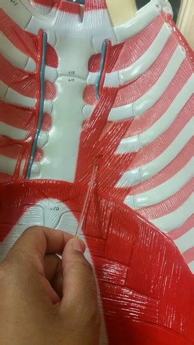 Anatomy Exam 3 Lectures 7 9 Flashcards Quizlet