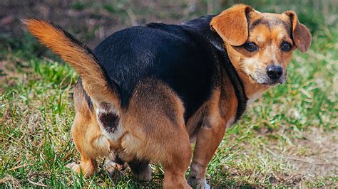 Pup Anjing Berdarah Penyebab Ciri Ciri And Cara Mengobatinya Pintarpet