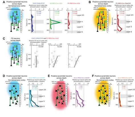 Spatiotemporal Constraints On Optogenetic Inactivation In Cortical