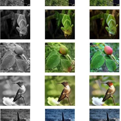 Automatic Colorization Results On Imagenet Download Scientific Diagram