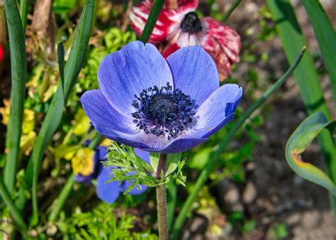 Fonds d ecran En gros plan Anémones Bleu Bokeh Fleurs télécharger photo
