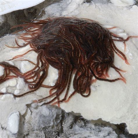 Worm Blobs In The Bowels Of The Earth Short Wave Lyssna Här