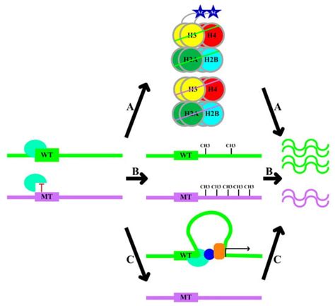 Ijms Free Full Text Genetic Variants In Transcription Factor Binding Sites In Humans