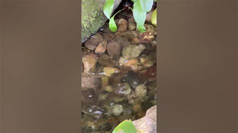 귀여운 개구리 두마리 웃긴 Beautiful Nature 너무귀여워 개구리찾기 귀여운 재미 힐링 반가워 안녕 Youtube