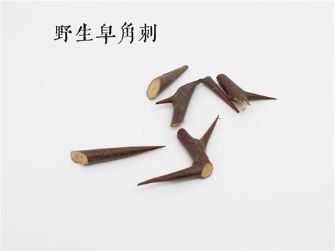 皂角刺 兩 同甘共苦
