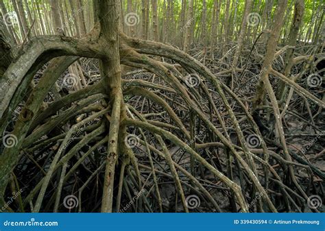 Tangled Mangrove Roots In Muddy Coastal Swamp Essential Wetland
