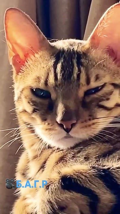 россия Youtube