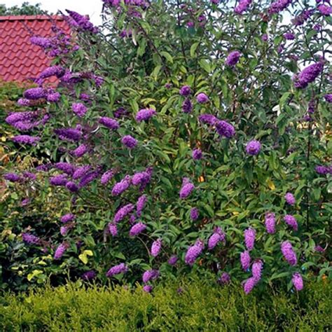 Саженцы буддлея давида нано пепл купить в Москве по цене от 1100 рублей