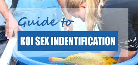 Koi Gender Identification How Can You Tell [pics And Tips] Pond Informer