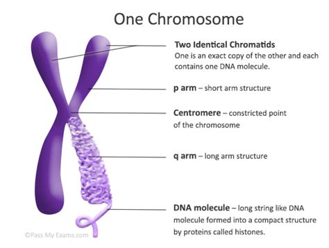 Human Chromosome Structure