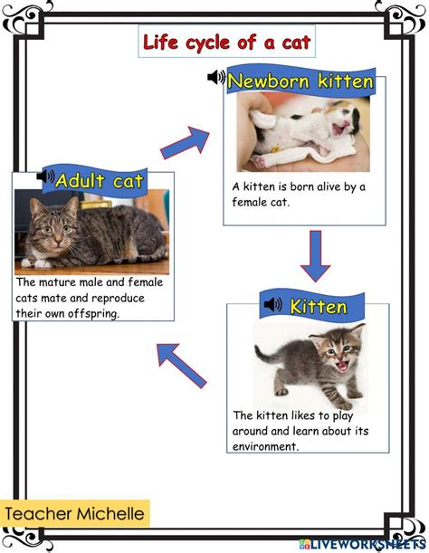 Cat Life Cycle Diagram