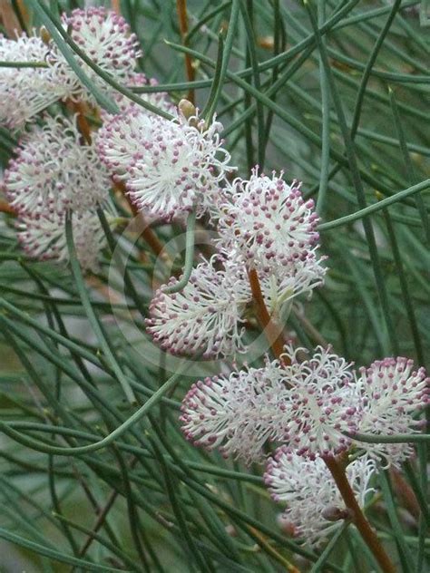 Hakea Drupacea Alchetron The Free Social Encyclopedia