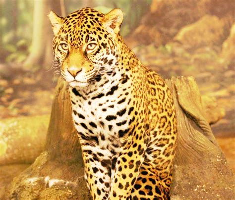 Image Processing Histogram Equalization Of A Bmp Image In C