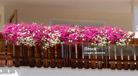 알프스와 돌로미티의 전통적인 꽃 발코니 발코니에 화려한 꽃 여름 시간 꽃과 색상의 혼합 유럽 알프스 의 일반 경연 대회 0명에