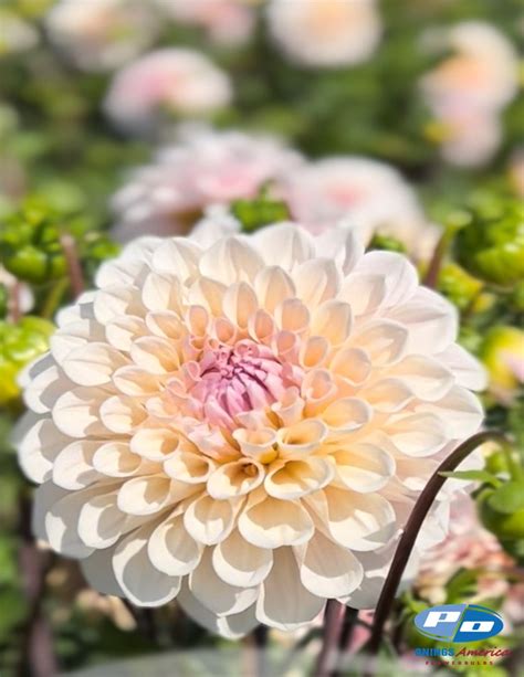 Sweet Nathalie Dahlia Onings America