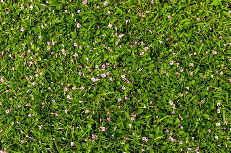 Premium Photo Green Grass Texture Background With Pink Flowers