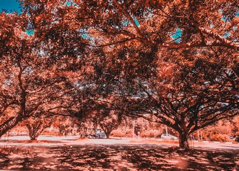 Trees Aesthetic Capetown Light Branches Brown Peaceful Heavenly