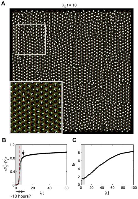 Stochastic Dynamics In The Absence Of An Orienting Signal Results From Download Scientific