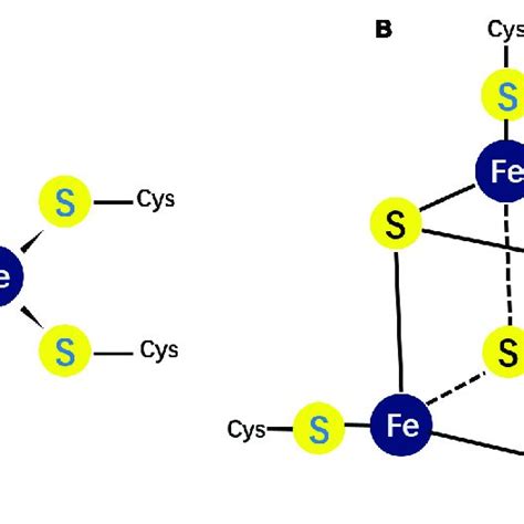 Different Possible Structures Of Fes Clusters A The Structure Of Download Scientific