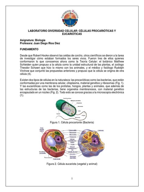 Guia Laboratorio 4 Diversidad Celular Pdf Biología Celular