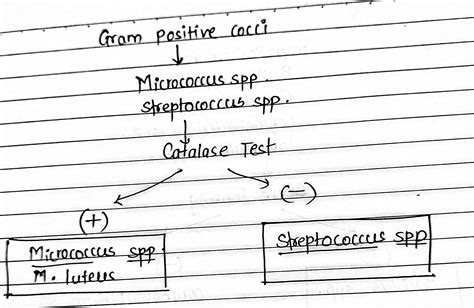 Solved Im Having Trouble Turning This Into A Dichotomous Key Flow