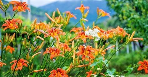 How To Plant And Grow Daylilies The Ultimate Carefree Perennial
