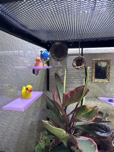 My Diy Jumping Spider Enclosure I Made R Jumpingspiders