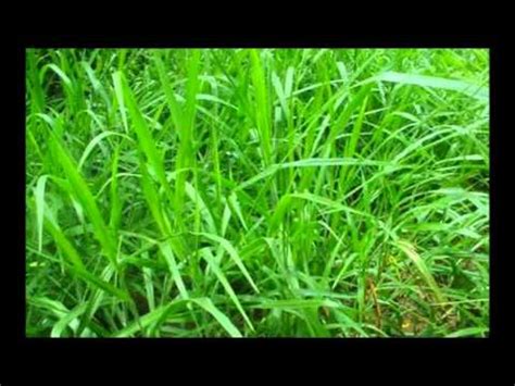 Video Generalidades Y Características Del Pasto Decumbens ~ Pasto
