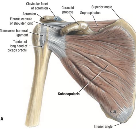 Subscapular Fossa Subscapularis Anatomy App