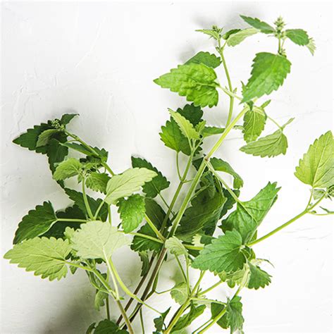 Grow Catnip Inside Expert Advice And Methods Gardyn