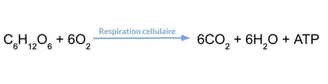 Respiration Cellulaire Simple La Respiration Cellulaire Et La