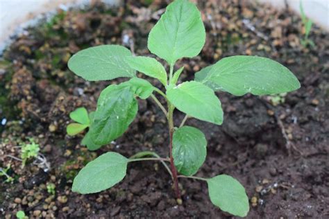 Weed Detection Object Detection Model By Fares