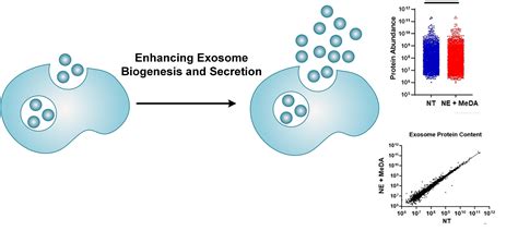 Cells Free Full Text Boosting The Biogenesis And Secretion Of Mesenchymal Stem Cell Derived