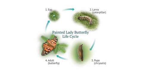 Cicada Life Cycle Peculiar And Fascinating Learn About Nature