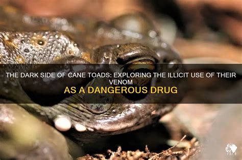 The Dark Side Of Cane Toads Exploring The Illicit Use Of Their Venom As A Dangerous Drug PetShun